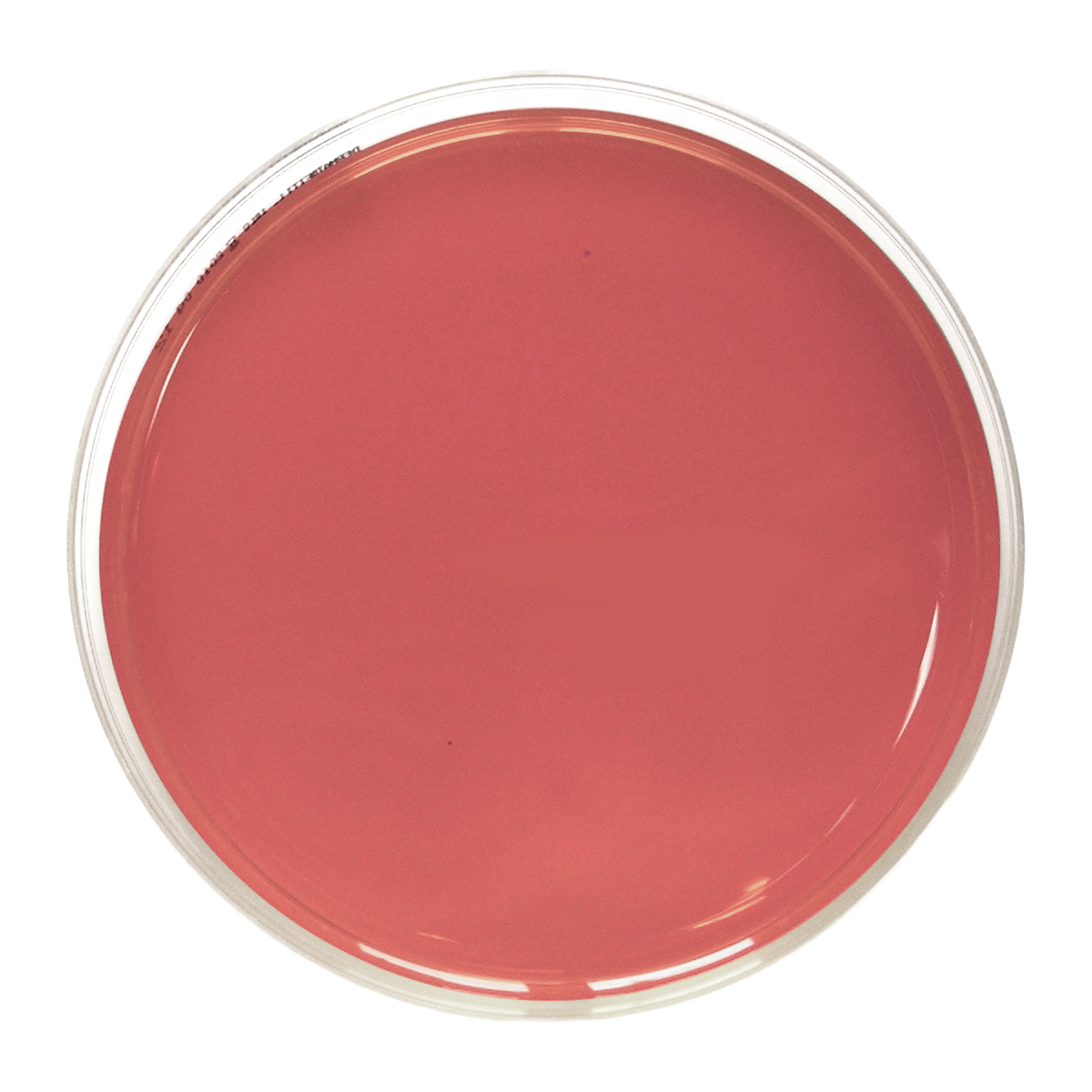 Columbia CNA Agar with 7% sheep blood (90 mm)